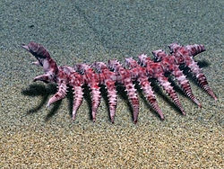 Diania | Prehistoria Fandom | Fandom