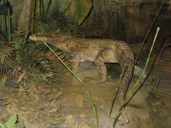 Boverisuchus | Prehistoria Fandom | Fandom