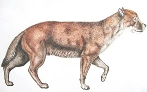Borophagus | Prehistoria Fandom | Fandom