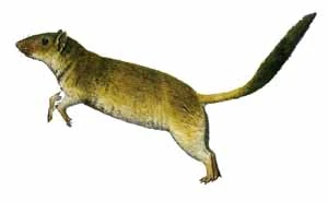 Nemegtbaatar | Prehistoria Fandom | Fandom