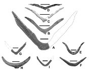 Dakotaraptor | Prehistoria Fandom | Fandom