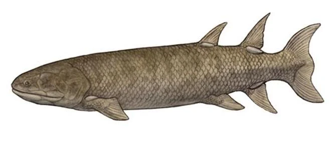 Hyneria | Prehistoria Fandom | Fandom