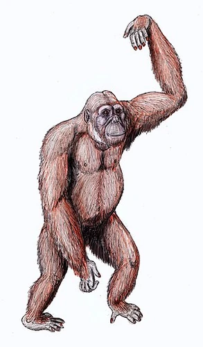 Dryopithecus | Prehistoria Fandom | Fandom