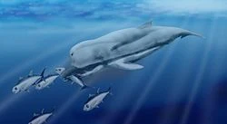 Zygophyseter | Prehistoria Fandom | Fandom