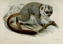 Aotus dindensis | Prehistoria Fandom | Fandom