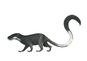 Vincelestes | Prehistoria Fandom | Fandom