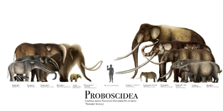 Proboscidea | Prehistoria Fandom | Fandom