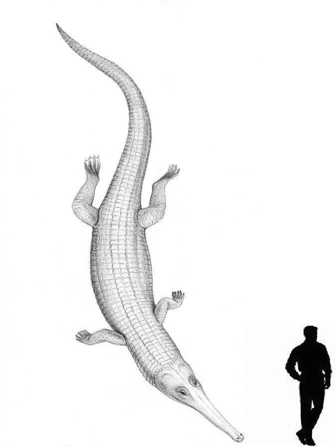 Steneosaurus | Prehistoria Fandom | Fandom