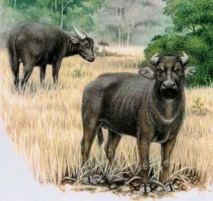 Bubalus cebuensis | Prehistoria Fandom | Fandom