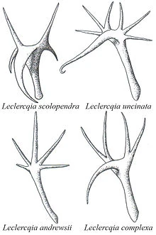 Leclercqia | Prehistoria Fandom | Fandom