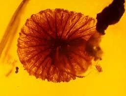 Archaeomarasmius | Prehistoria Fandom | Fandom