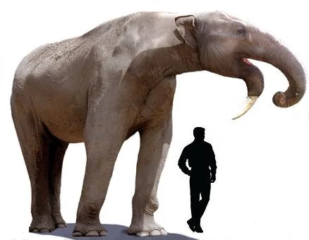 Prodeinotherium | Prehistoria Fandom | Fandom