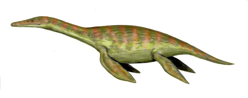 Macroplata | Prehistoria Fandom | Fandom