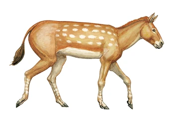 Miohippus | Prehistoria Fandom | Fandom