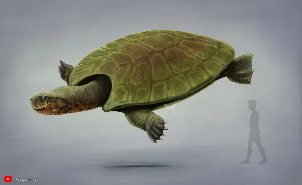 Stupendemys | Prehistoria Fandom | Fandom