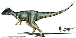 Alaskacephale | Prehistoria Fandom | Fandom