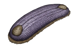 Halkieria | Prehistoria Fandom | Fandom