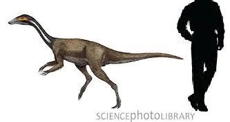 Archaeornithomimus | Prehistoria Fandom | Fandom