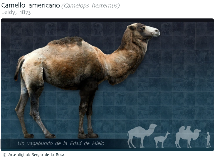 Camelops | Prehistoria Fandom | Fandom