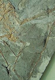 Eosipterus | Prehistoria Fandom | Fandom