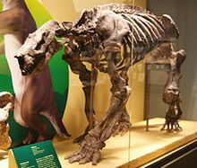 Barylambda | Prehistoria Fandom | Fandom