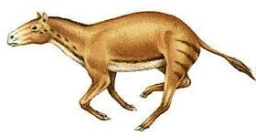 Orohippus | Prehistoria Fandom | Fandom