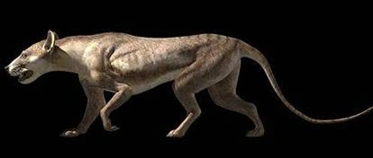 Amphicyonidae | Prehistoria Fandom | Fandom