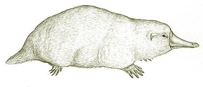 Steropodon | Prehistoria Fandom | Fandom