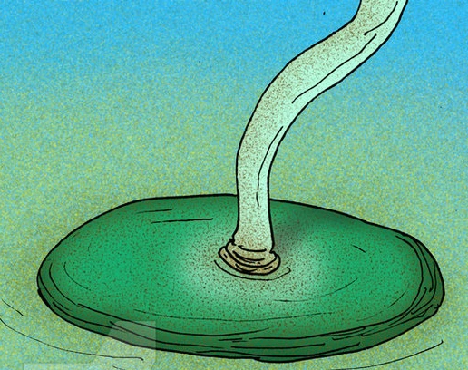 Aspidella | Prehistoria Fandom | Fandom