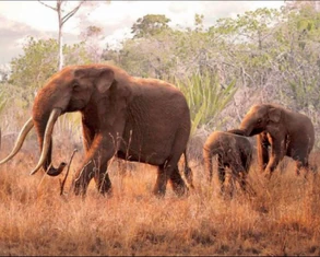 Cuvieronius | Prehistoria Fandom | Fandom