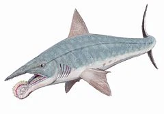 Eugeneodontiformes | Prehistoria Fandom | Fandom