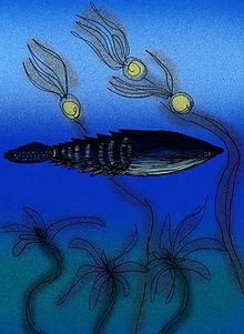 Anglaspis | Prehistoria Fandom | Fandom