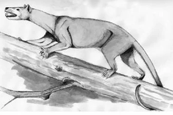 Prothylacinus | Prehistoria Fandom | Fandom