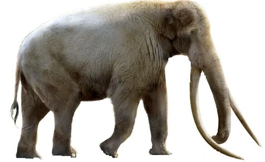 Palaeoloxodon antiquus | Prehistoria Fandom | Fandom