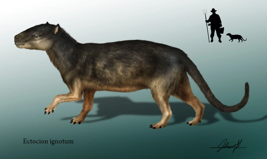Ectocion | Prehistoria Fandom | Fandom