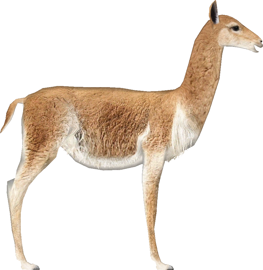 Hemiauchenia | Prehistoria Fandom | Fandom