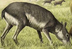 Archaeotypotherium | Prehistoria Fandom | Fandom