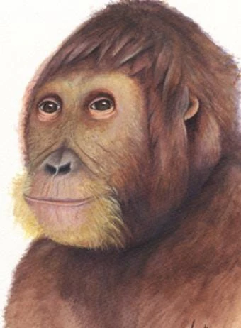 Turkanapithecus | Prehistoria Fandom | Fandom