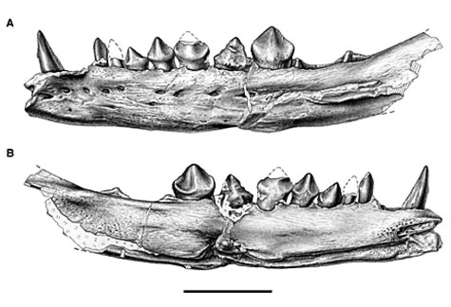 Heterodontosáurido de Kayenta | Prehistoria Fandom | Fandom