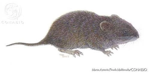 Juscelinomys candango | Prehistoria Fandom | Fandom