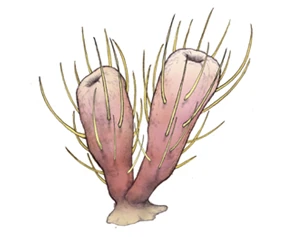 Pirania | Prehistoria Fandom | Fandom