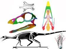 Shuvosaurus | Prehistoria Fandom | Fandom