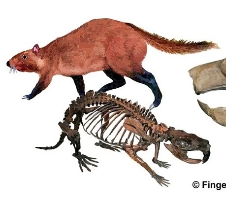 Ischyromys | Prehistoria Fandom | Fandom