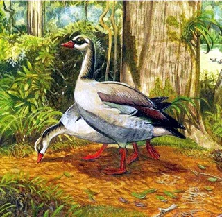 Alopochen kervazoi | Prehistoria Fandom | Fandom