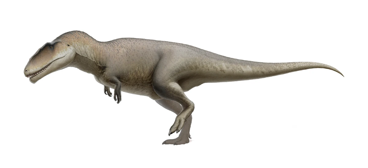 Carcharodontosaurus | Prehistoria Fandom | Fandom
