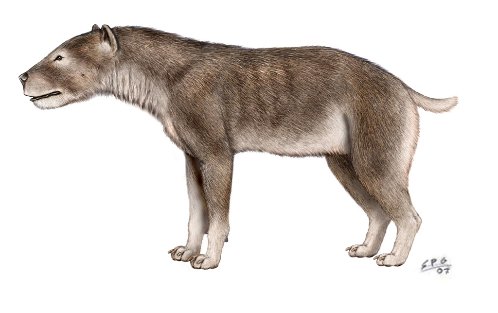 Hemicyon | Prehistoria Fandom | Fandom