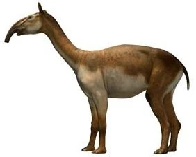 Macrauchenia | Prehistoria Fandom | Fandom