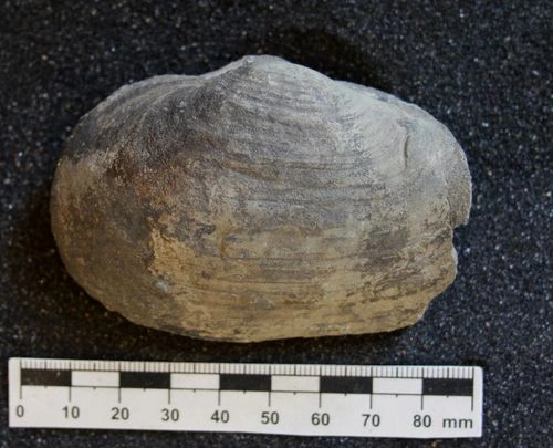 Panopea quemadensis | Prehistoria Fandom | Fandom