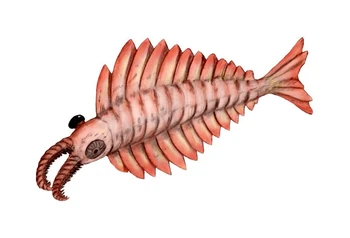 Anomalocaris | Prehistoria Fandom | Fandom