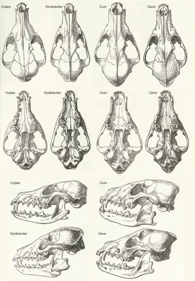 Canidae | Prehistoria Fandom | Fandom